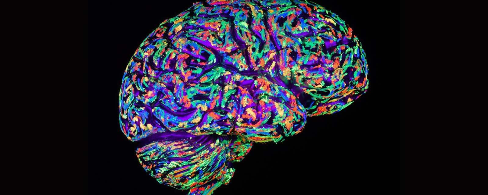 In The Press - The Best Brain Possible